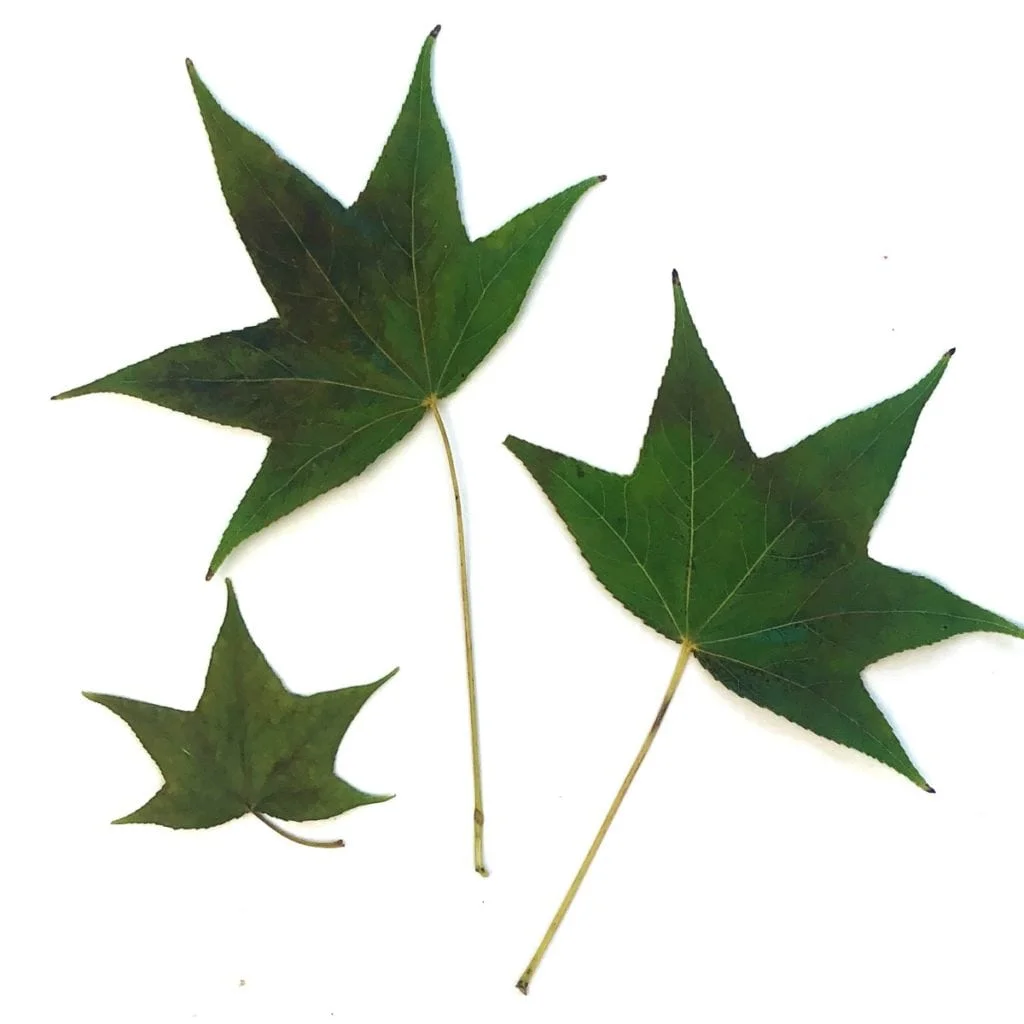 Doodle Leaf Art - How to Use Metallics on Leaves
