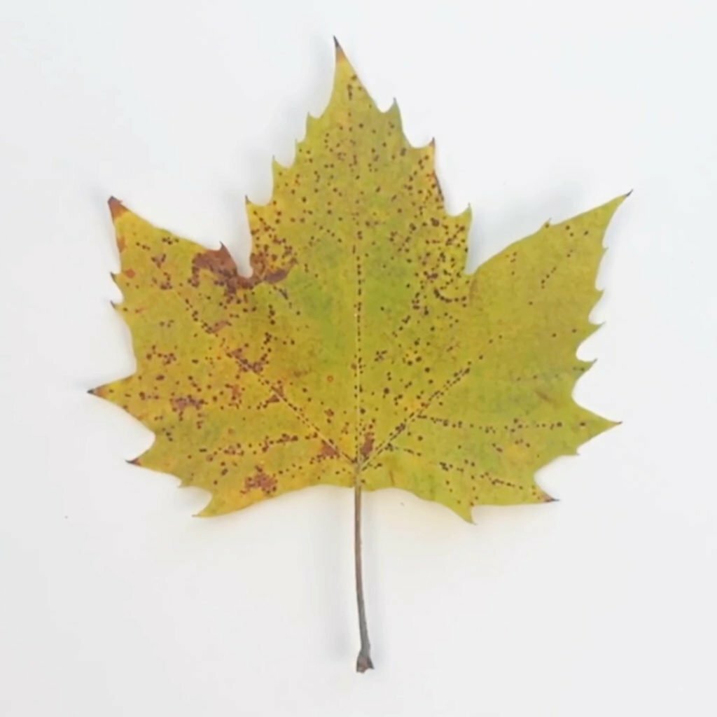 Leaf Painting - How to Paint Galaxy Painted Leaves