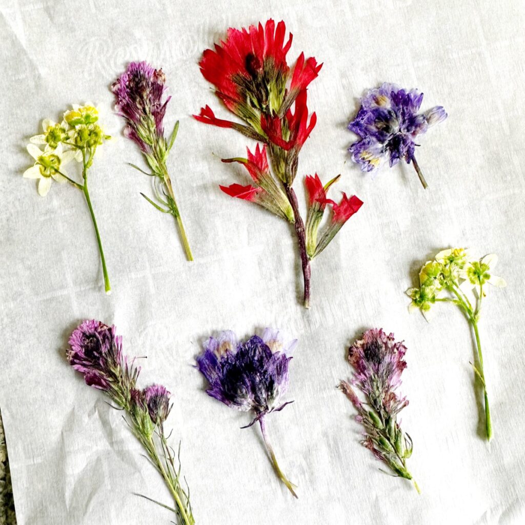 How to Press Flowers - A Beginner's Guide to Flower Pressing